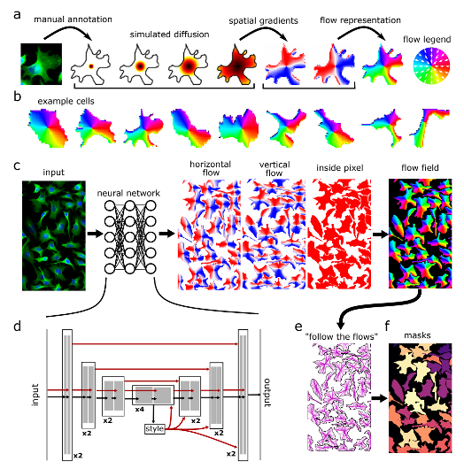Applying Cellpose models in arivis Vision4D 3.4.0 to 4.1.0